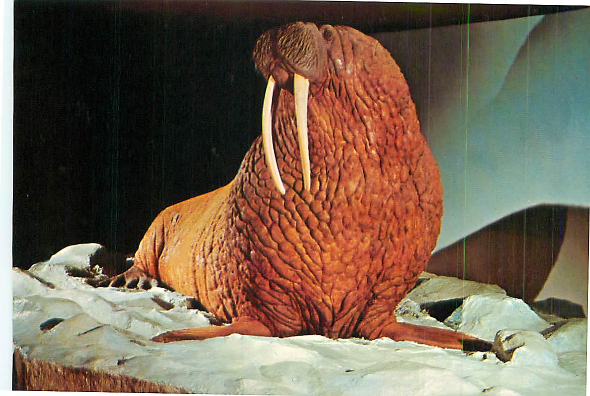Walrus Adult Male Smithsonian Museum | Topics - Other, Postcard ...
