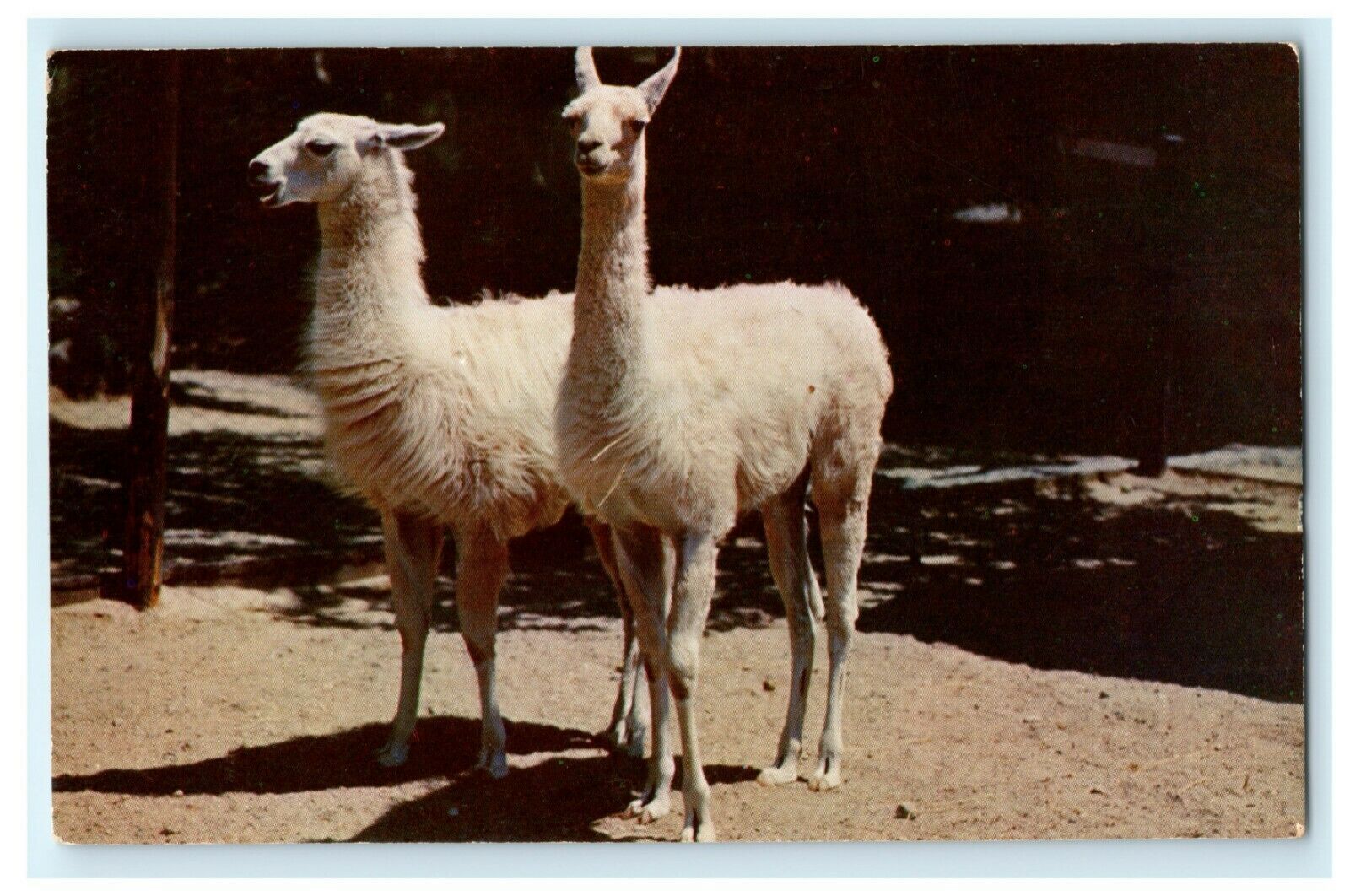 Strangest Farm on Earth Benson Wild Animal Farm New Hampshire Llama ...