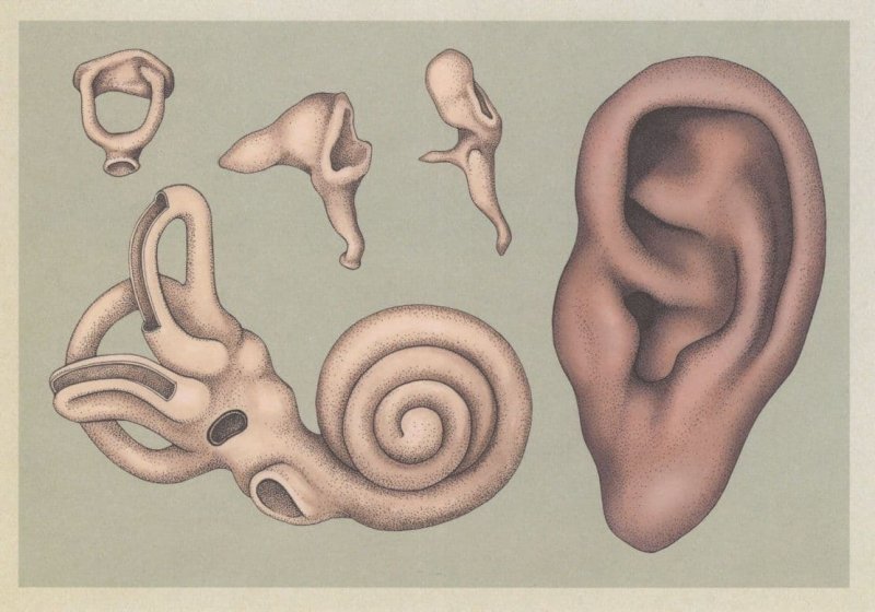 Human Ear Stirrup Anvil Hammer Pinna Cochlea Canals Postcard | Topics ...