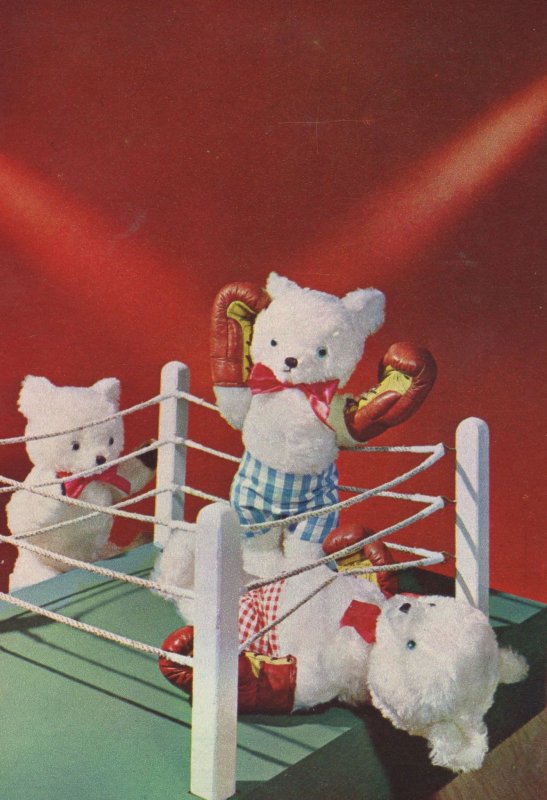 Teddy Bear Boxing Ring As A Boxer Knockout Postcard | Topics - People ...