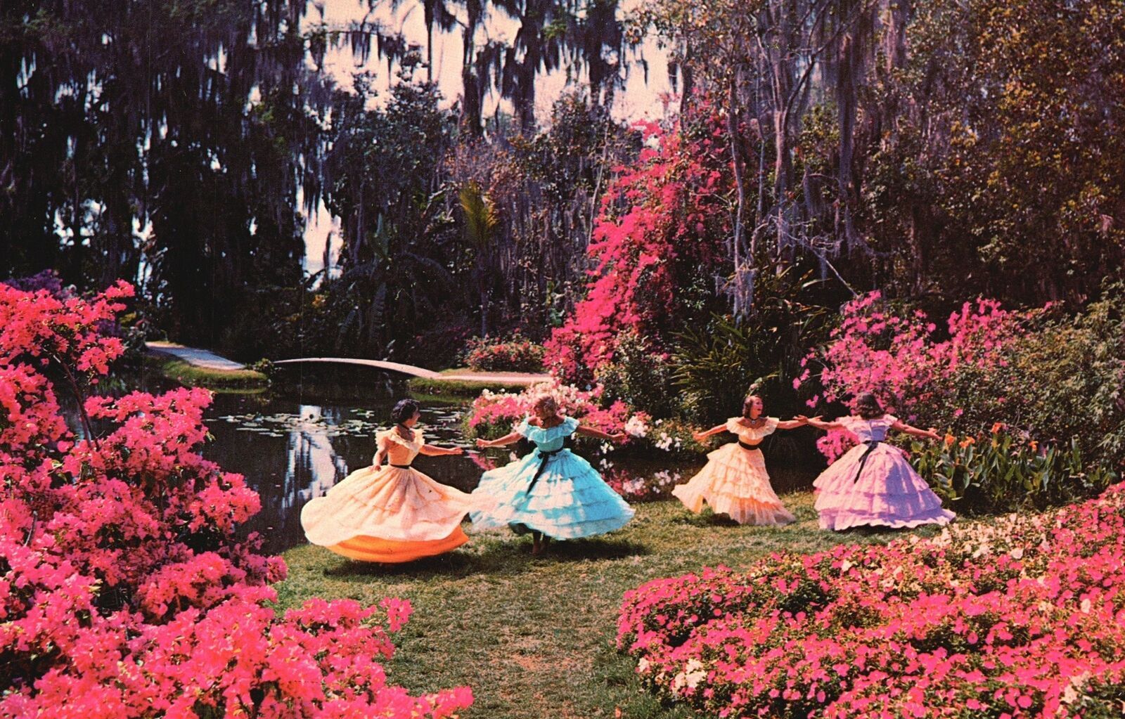 Vintage Postcard Bougainvillea Azaleas & Petunias Dancing Southern ...