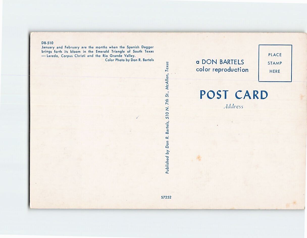 Postcard Spanish Dagger bloom in the Emerald Triangle of South Texas ...