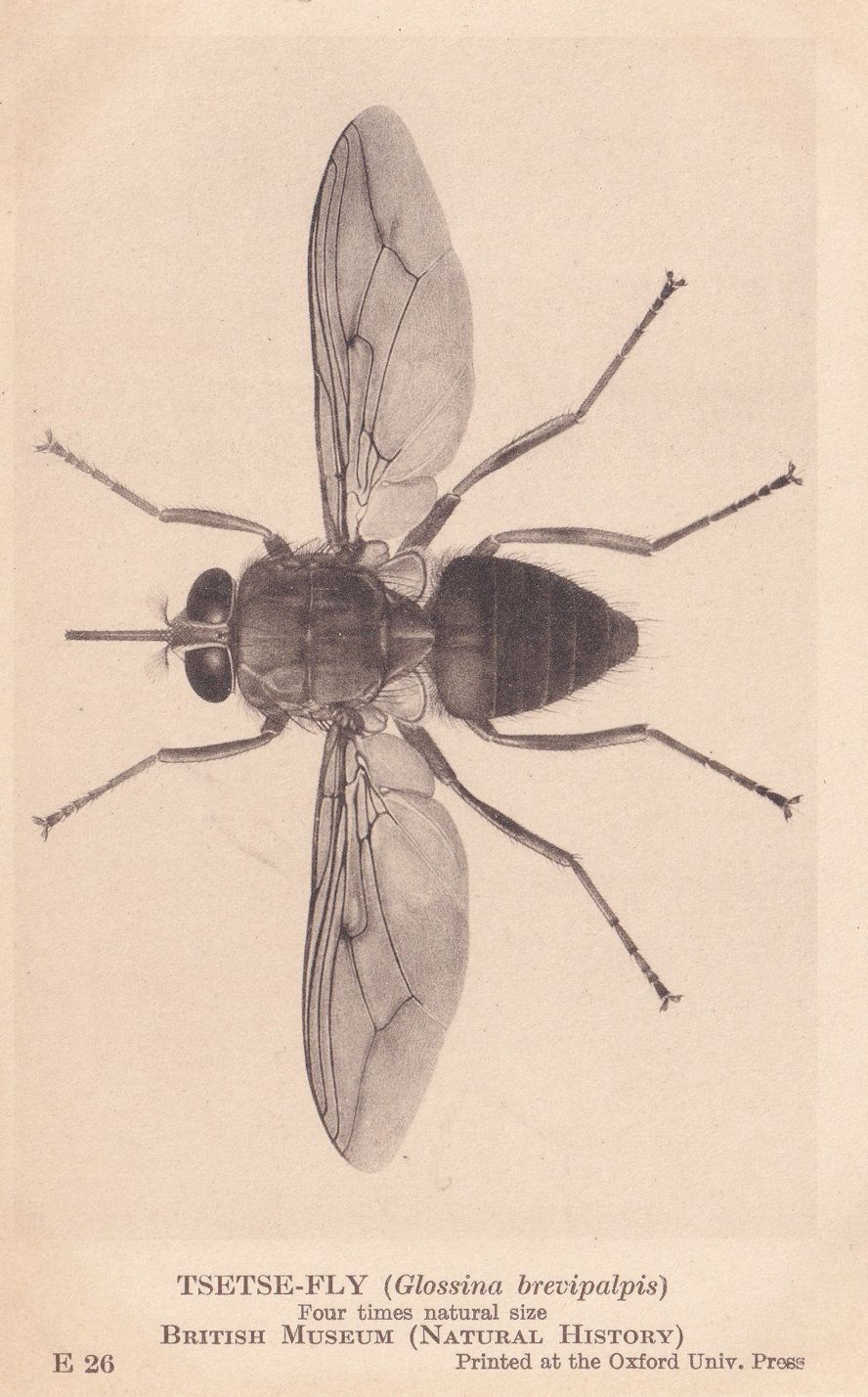 Tsetse African Fly British Natural History Museum Antique Rare Insect ...