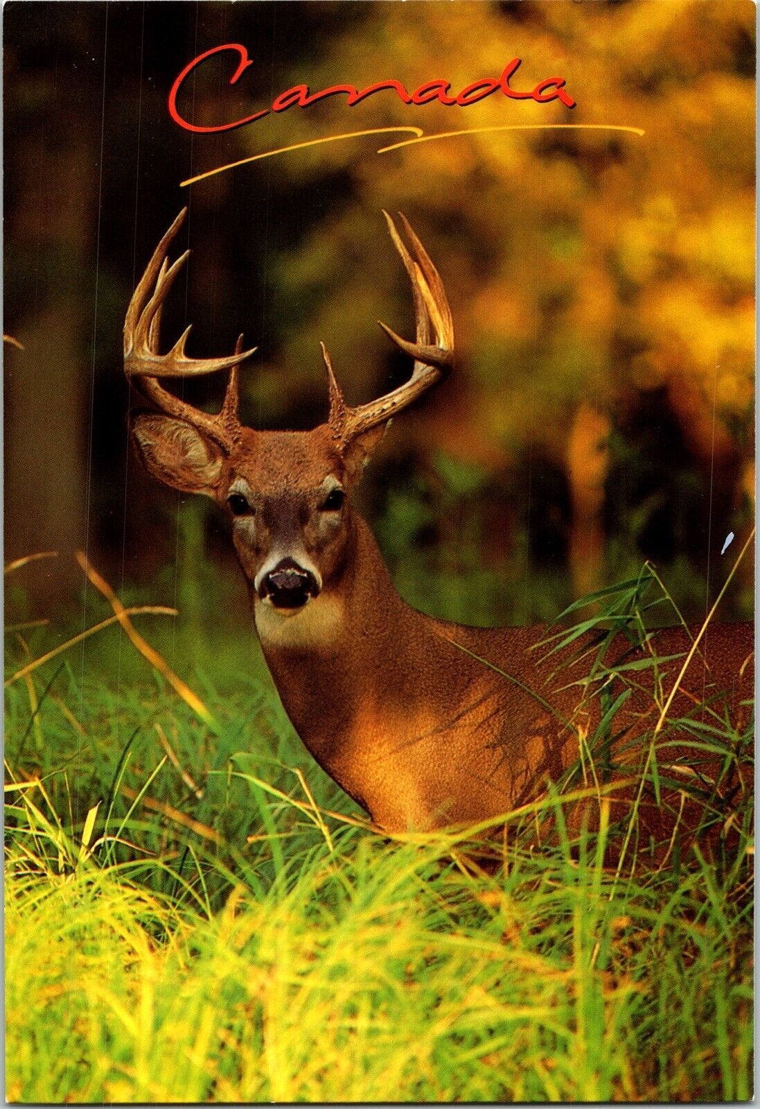 Canada White Tailed Deer North Americas Big Gmae Species Chrome ...