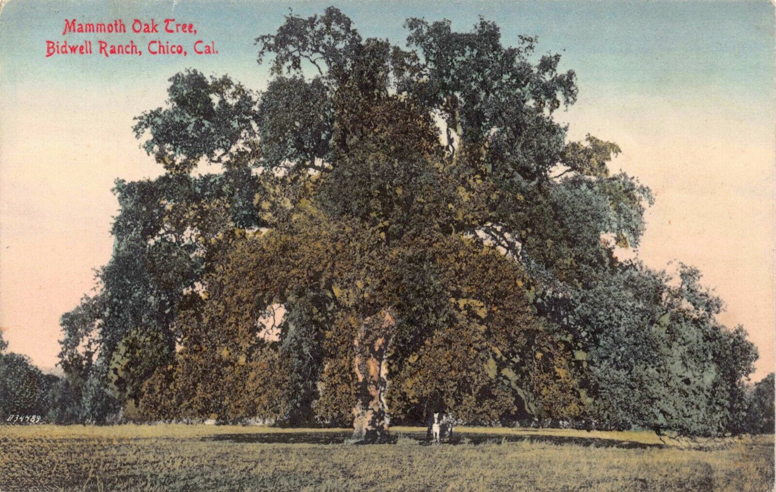Hand Colored Postcard Mammoth Oak Tree Bidwell Ranch Chico, California ...