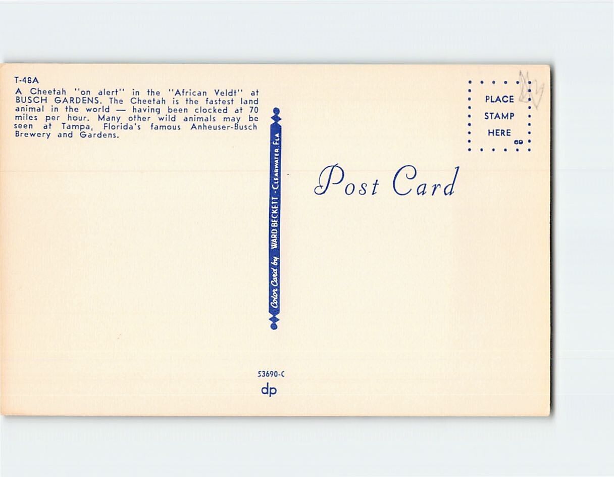 Postcard A Cheetah on alert in the African Veldt at Busch Gardens ...