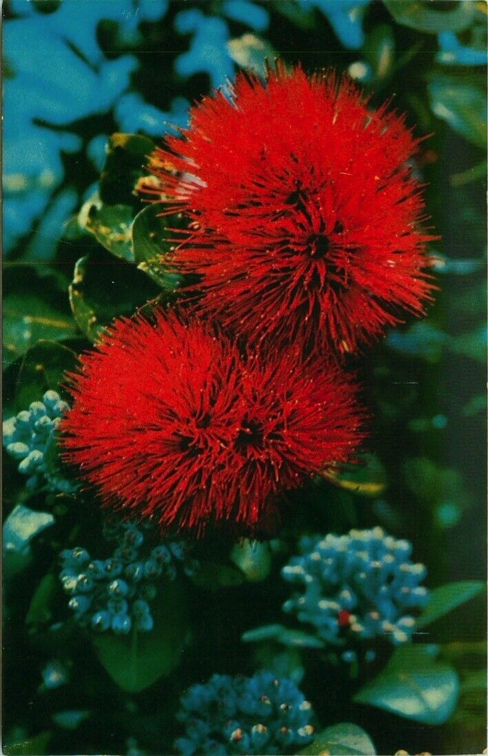 Scarlet Ohai Lehau - Hawaii Indigenous Red Blossom Vintage Postcard ...