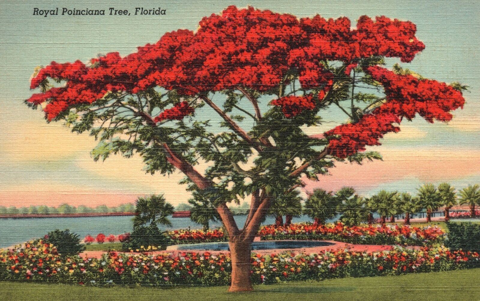 Vintage Postcard 1942 A Royal Poinciana Tree Red Flowers Miami Florida ...