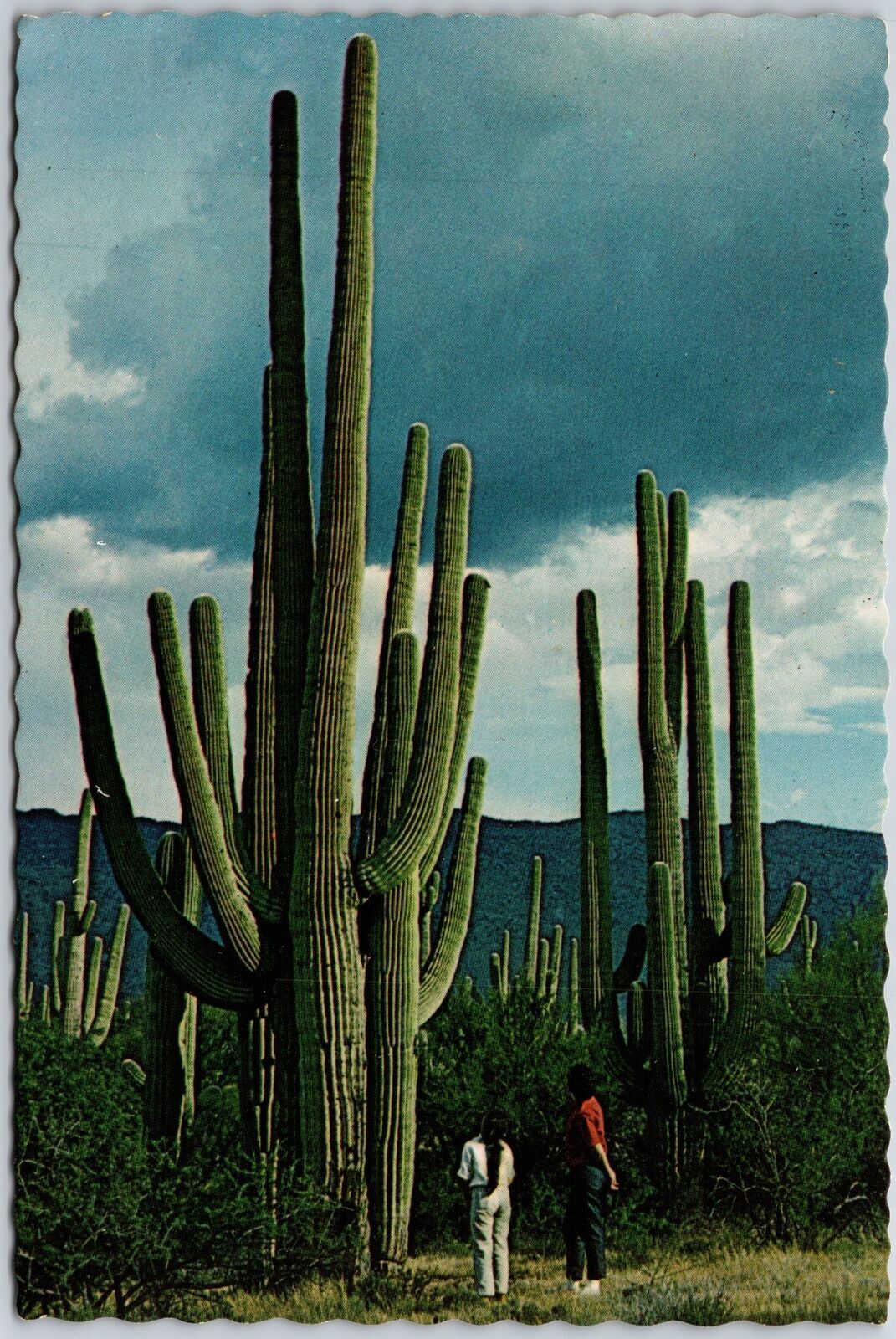 Large Saguaro Cacti Desert Plants Saguaro National Monument Tucson AZ ...