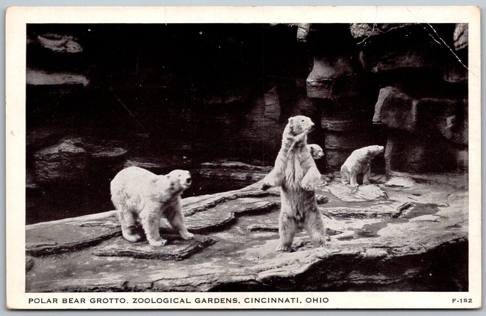 Cincinnati Ohio 1940s Postcard Polar Bear Grotto ZOO Zoological Gardens ...
