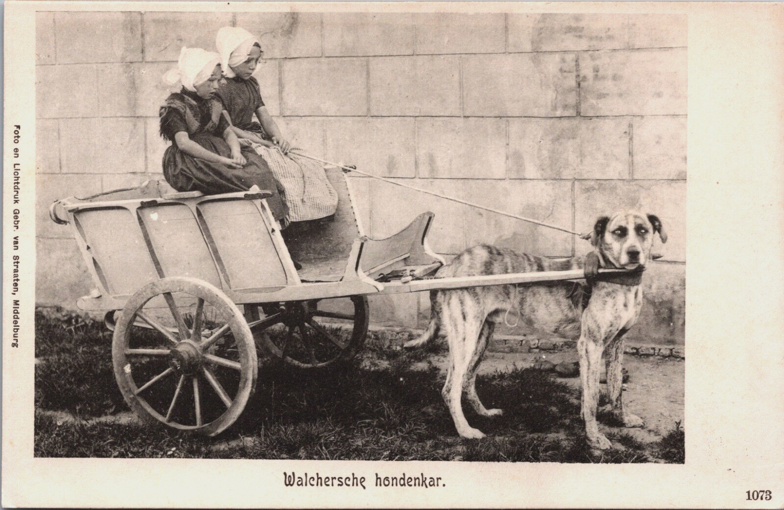 Netherlands Walcherse Hondenkar Zeeland Dog Cart Vintage Postcard C090 ...
