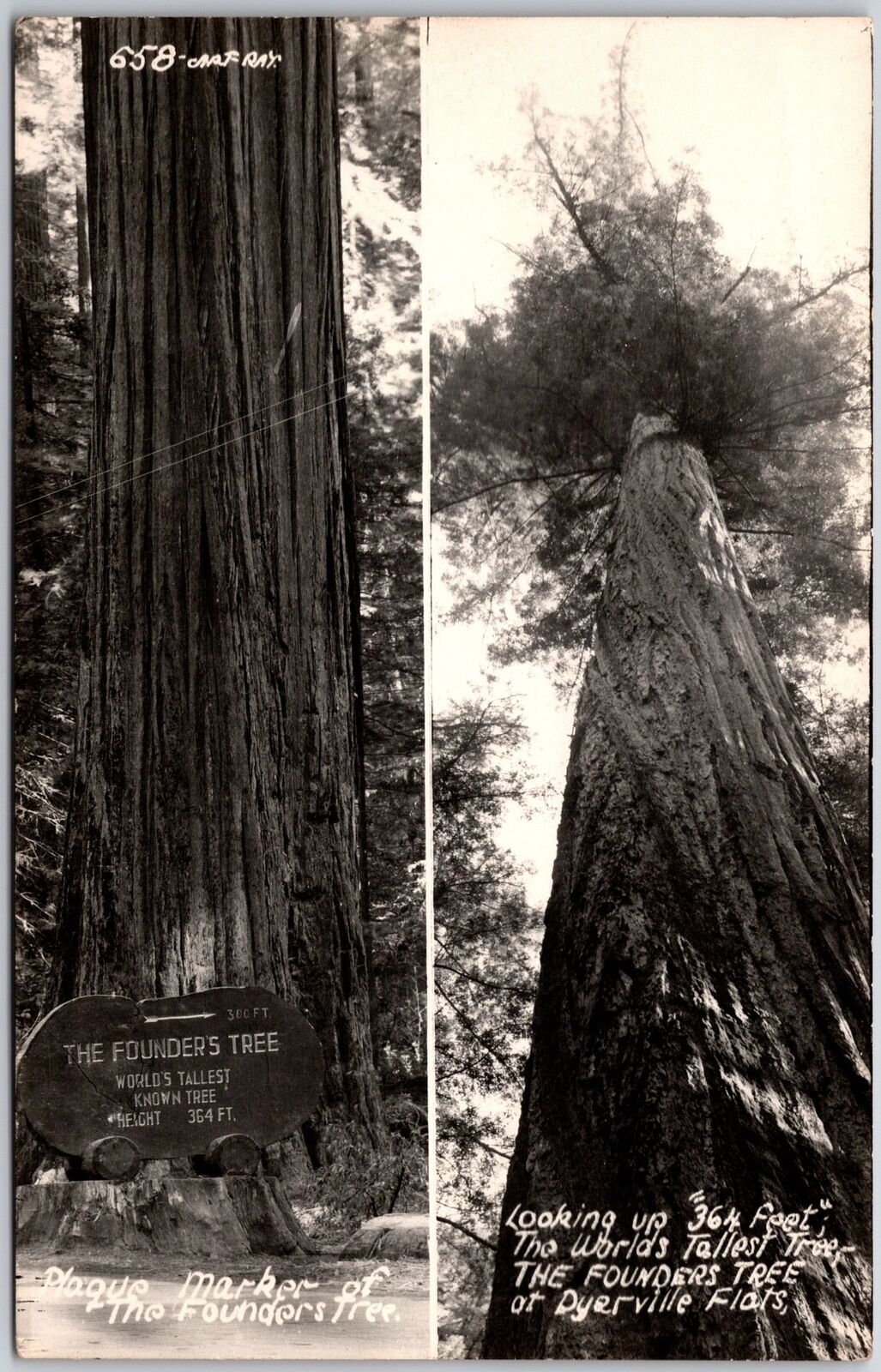 The Founders Tree Tallest Tree at Dyerville Flats California RPPC Photo ...