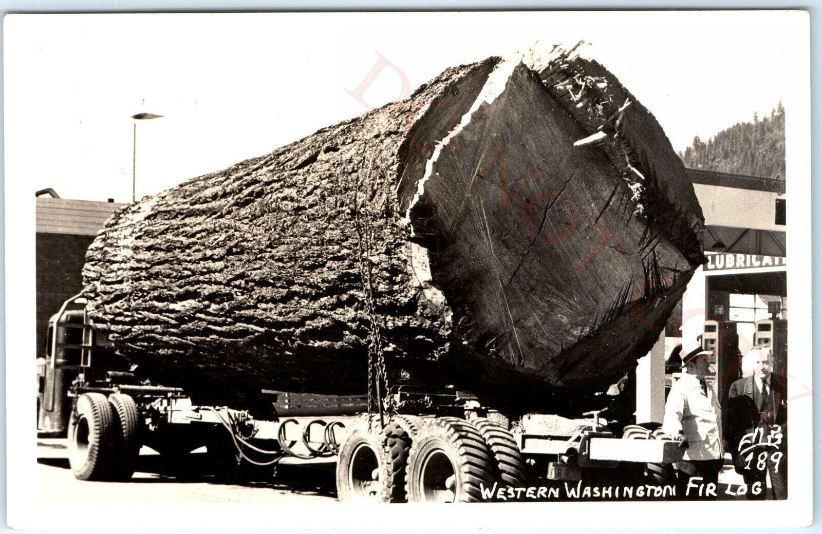c1950s Western Washington Fir Log RPPC Giant Tree Real Photo Postcard ...