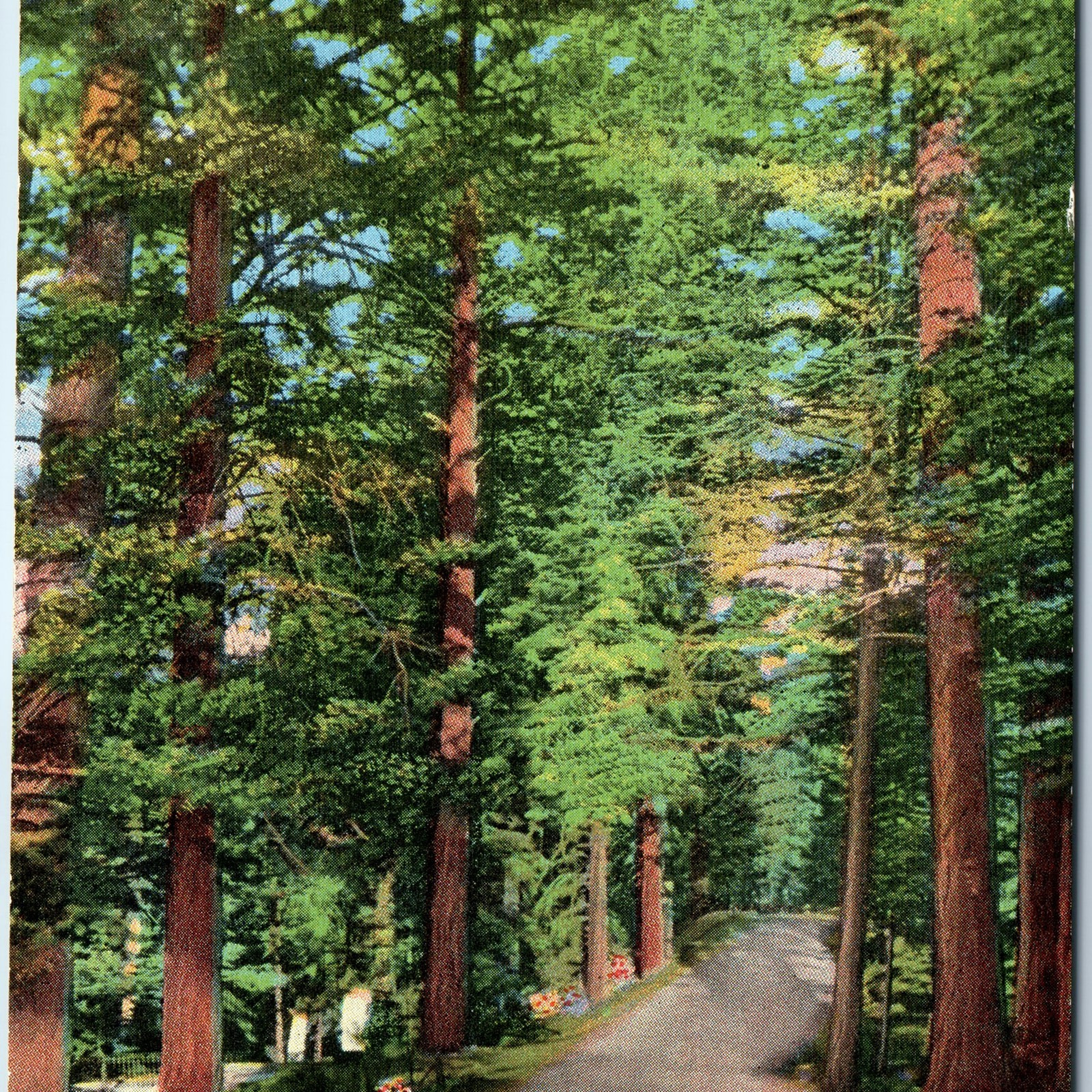 c1940s Ruidoso, NM Winding Road Sierra Blanca Mountains Linen PC Pine ...