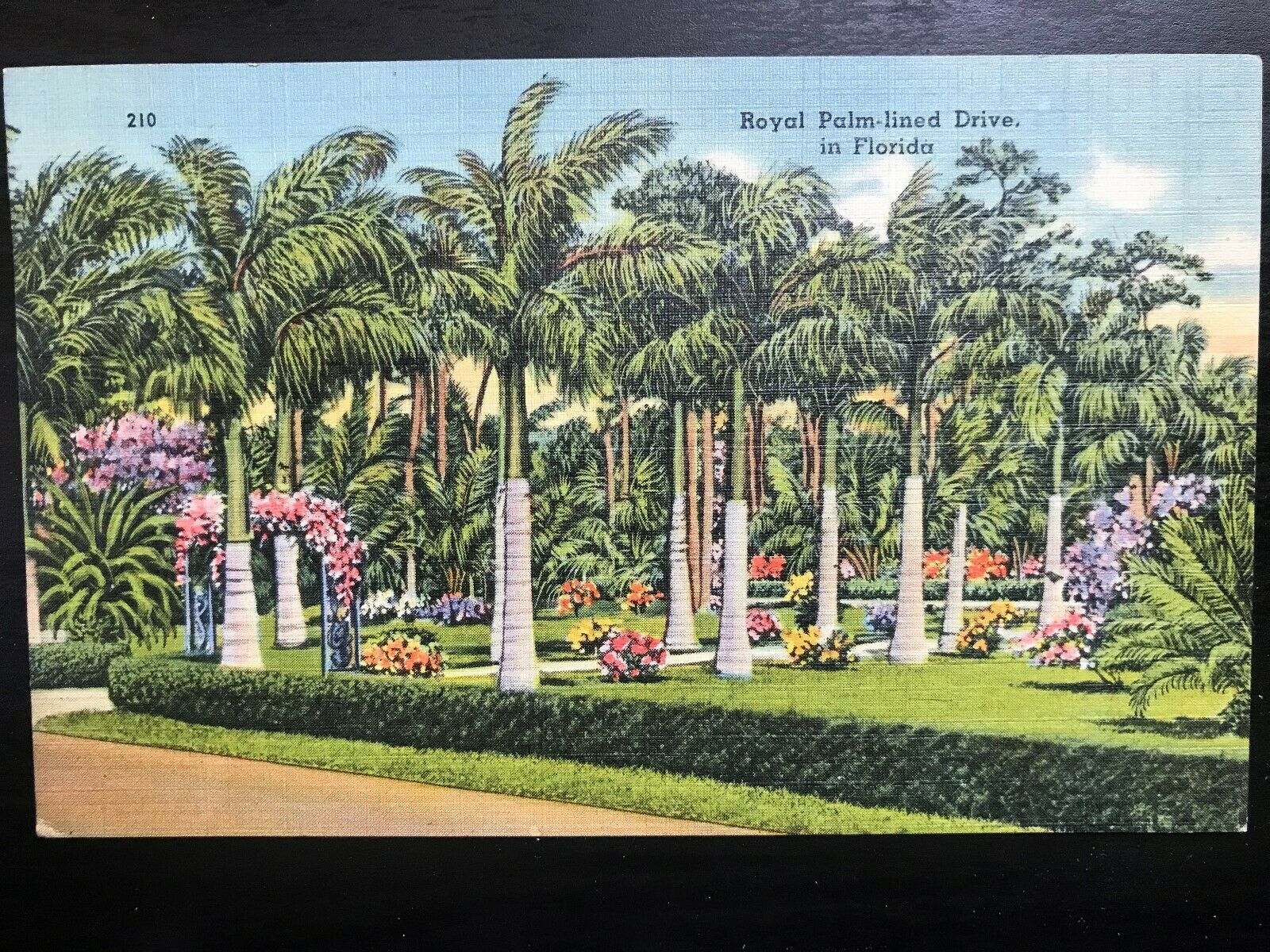 Vintage Postcard 1946 Royal Palm-lined Drive Florida | United States ...