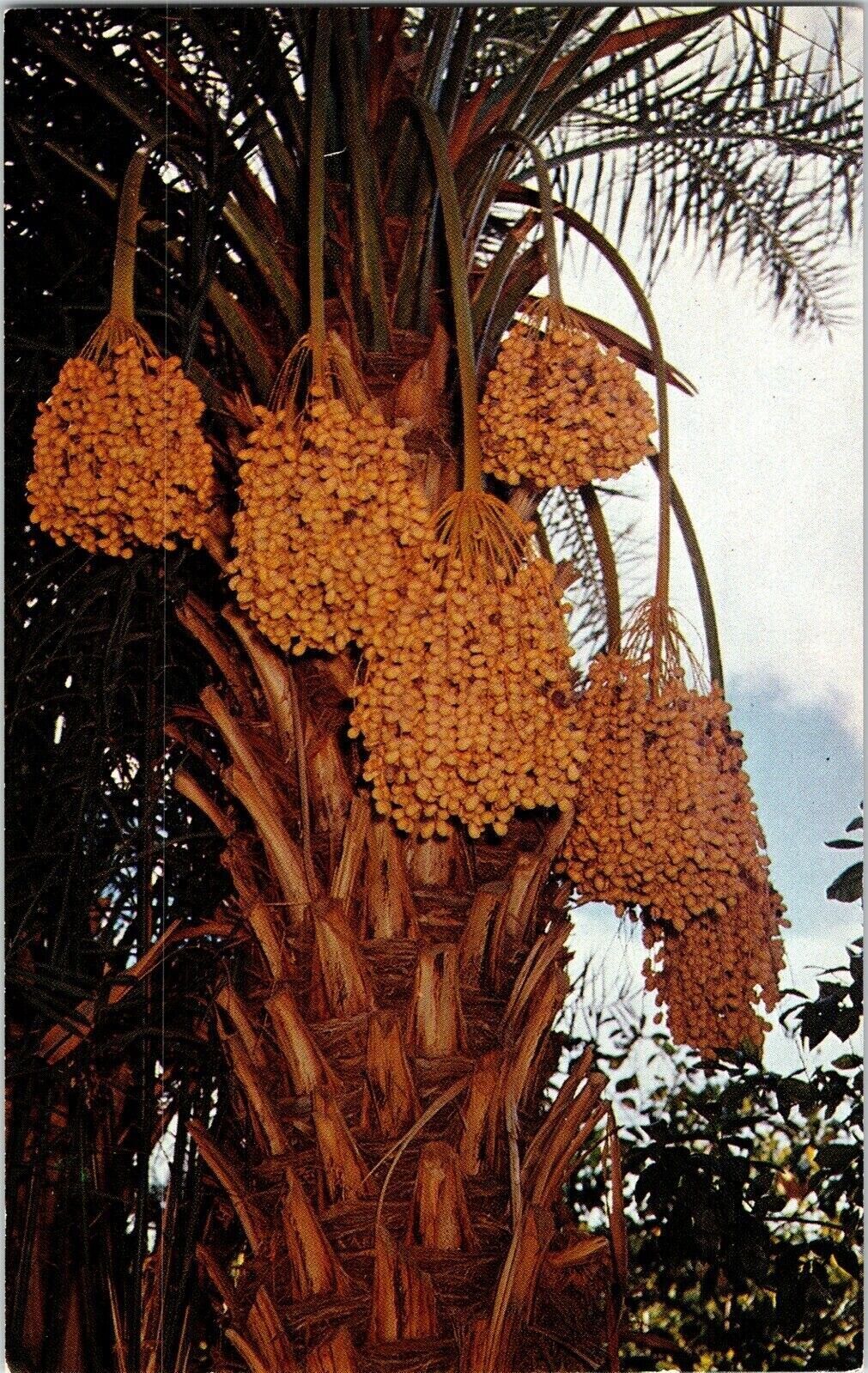 Sniffs Date Garden Hwy 111Indio California Date Palm Petley UNP Vintage ...