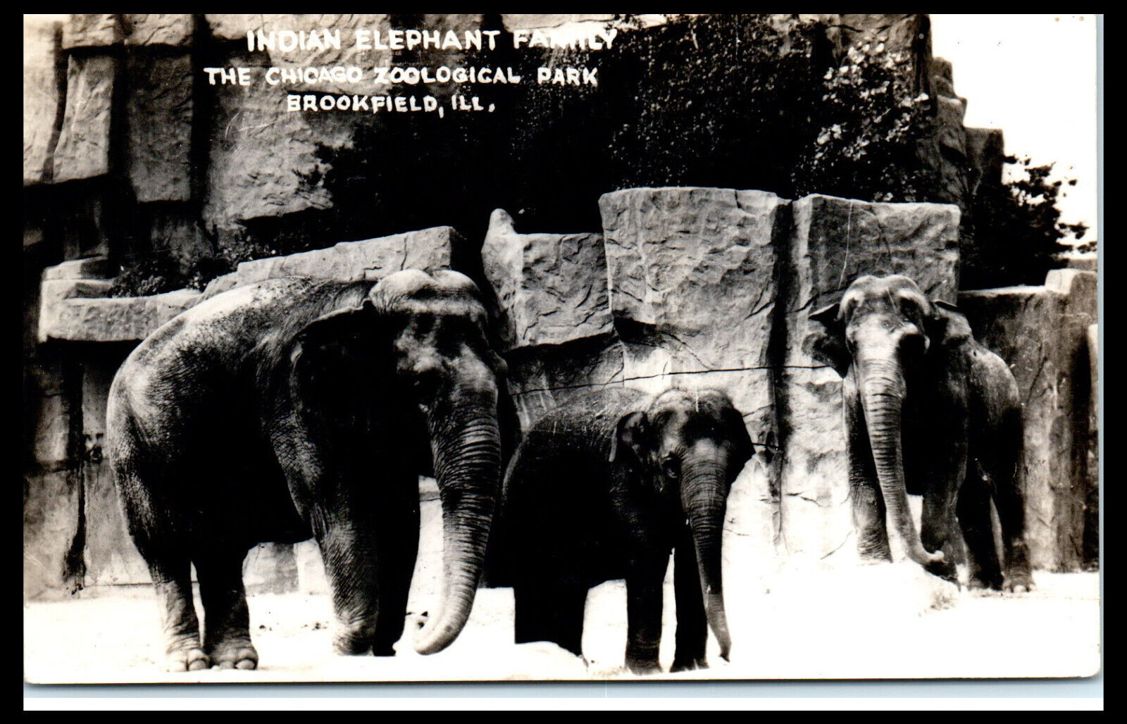 1930s Indian Elephant Family Chicago Zoological Park Brookfield IL RPPC ...