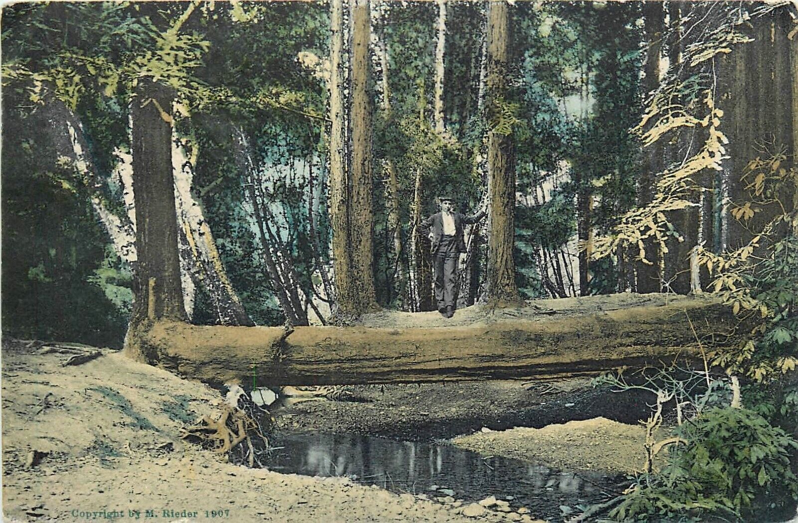 Postcard 1910 California Mill Valley Nature Bridge hand colored Rieder ...