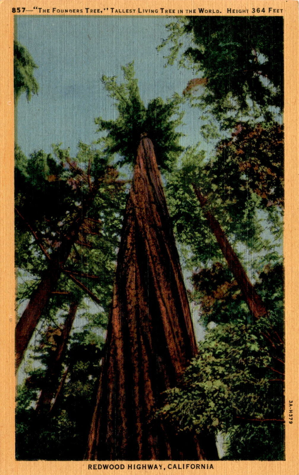 The Founders Tree, Redwood Highway, California, Stanley a. Postcard ...