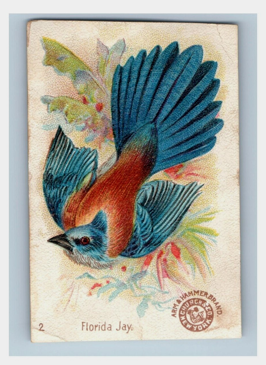 1880s-90s Arm & Hammer Beautiful Birds Florida Jay No.2 F150 | Ephemera ...