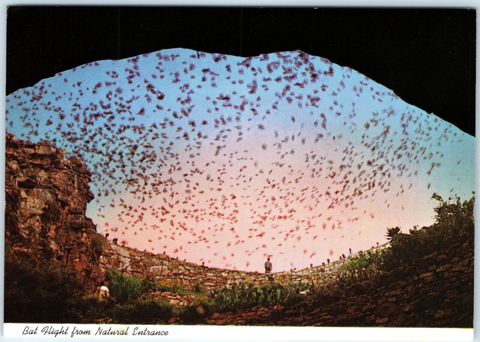 c1970s Carlsbad, NM Bat Flight Caverns Entrance Cave Fly Black Pecos ...