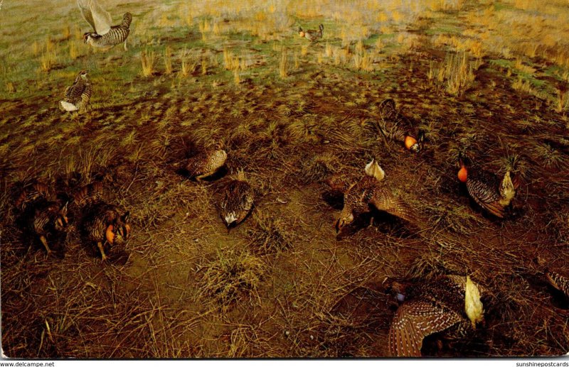 Wisconsin Milwaukee Public Museum Prairie Chicken Diorama | United ...