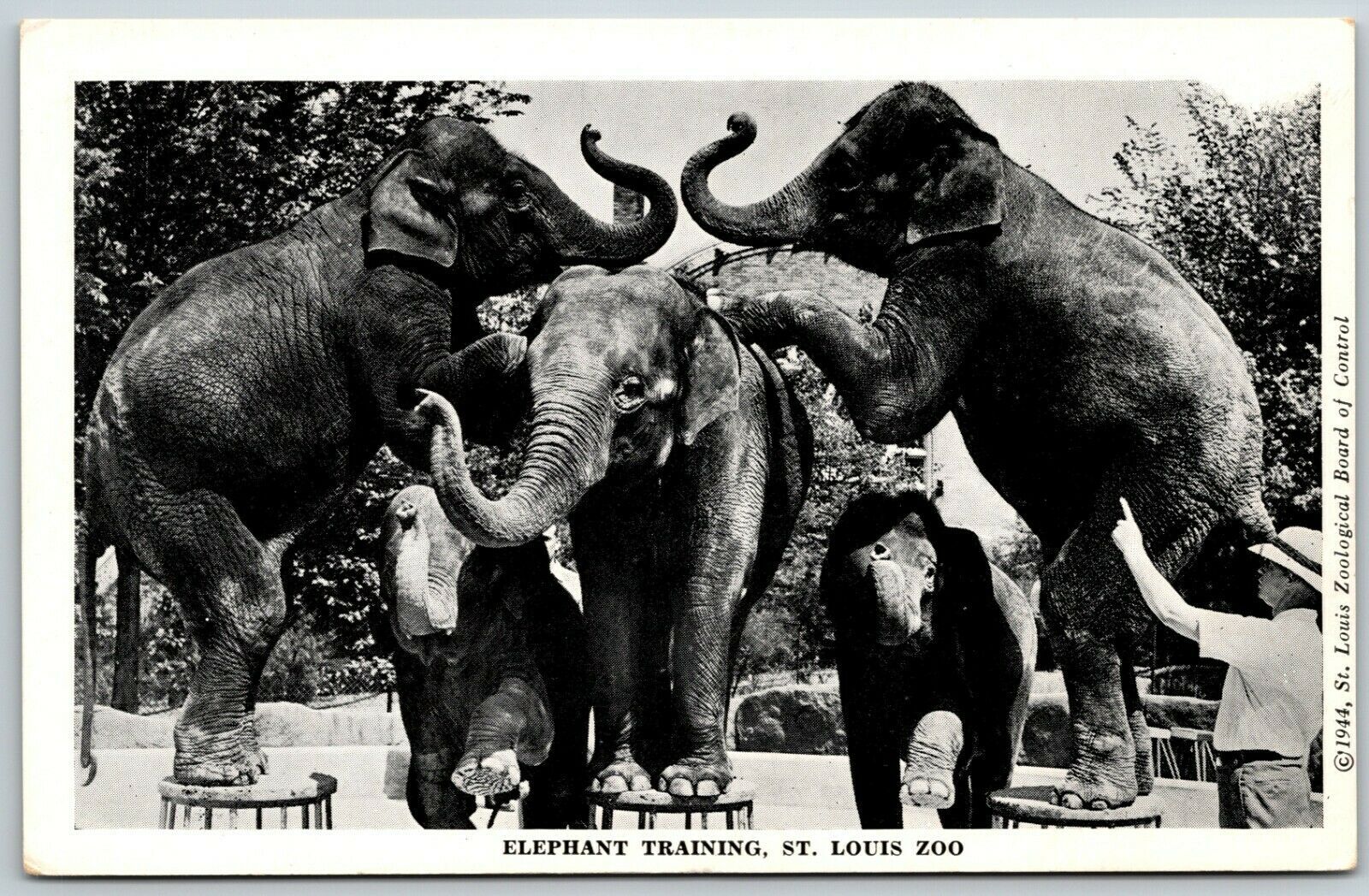 Elephant Training, St. Louis Zoo, Missouri - Postcard | United States ...
