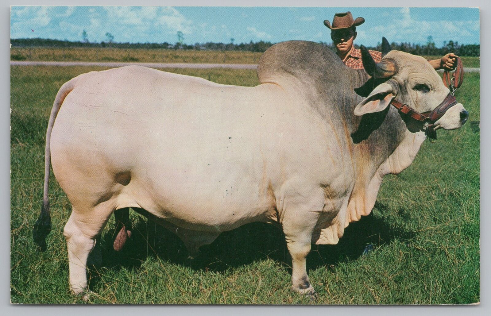 Animal~Grand Champion Brahman Bull~Emperor Manso~Vintage Postcard ...