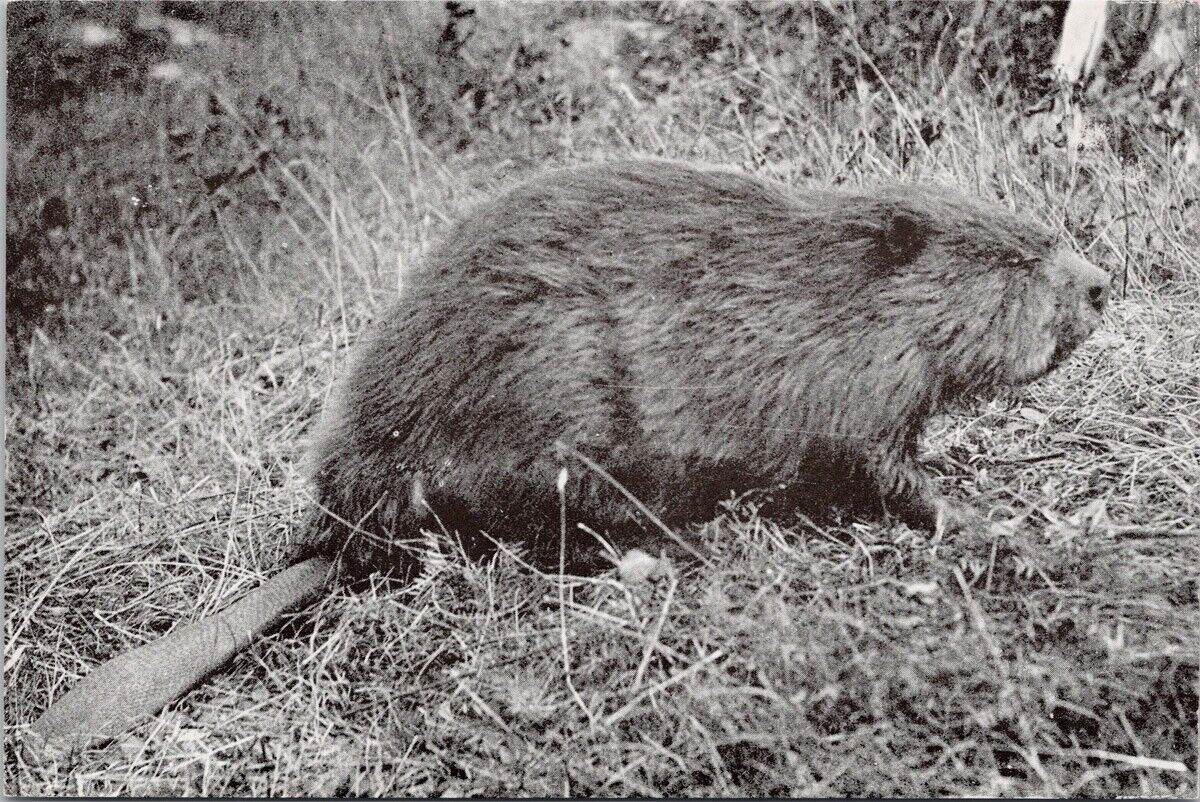 Beaver National Museum of Canada Art Reproduction Continental Postcard ...