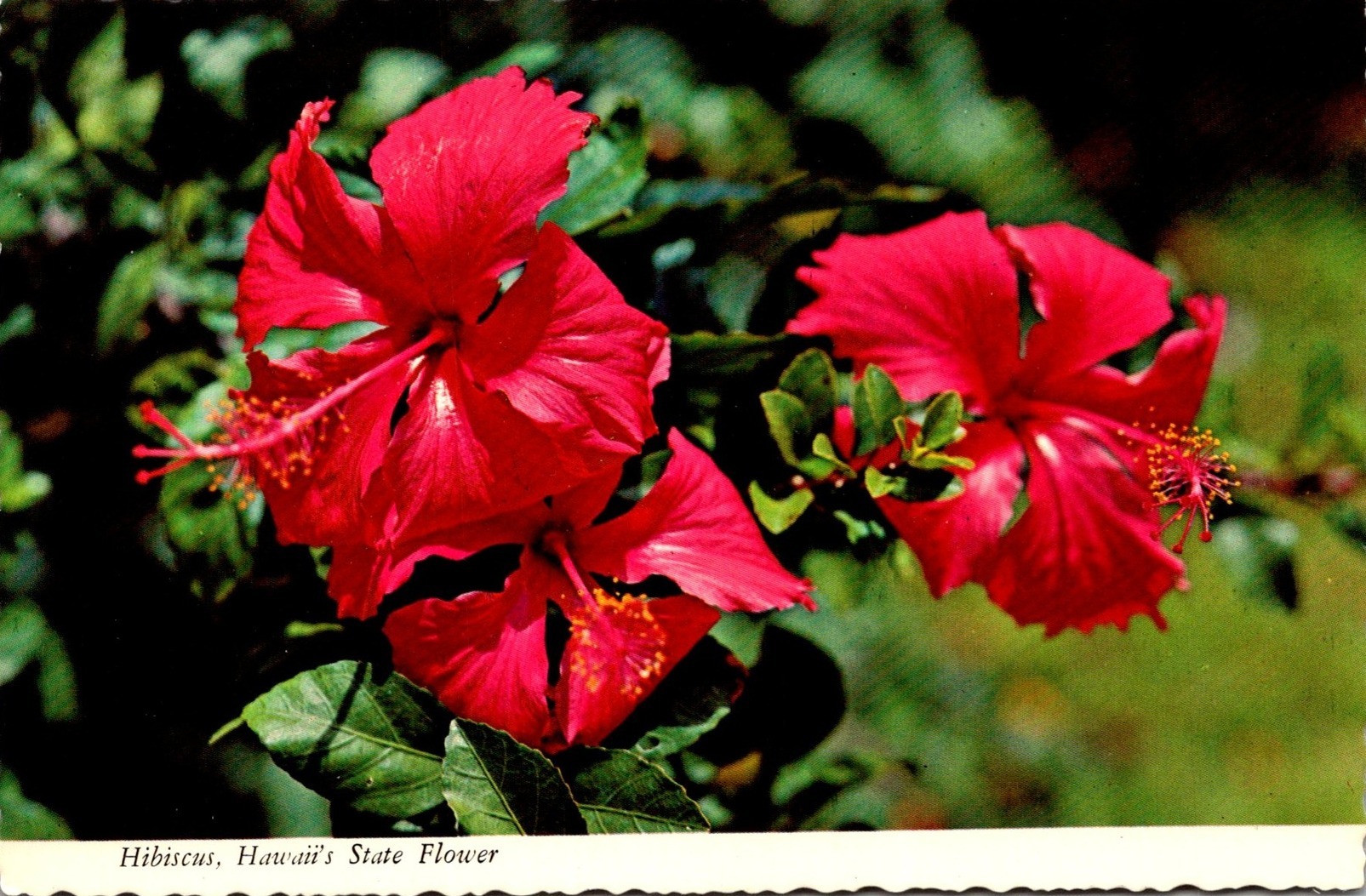 Hawaii State Flower The Hibiscus | United States - Hawaii - Other ...