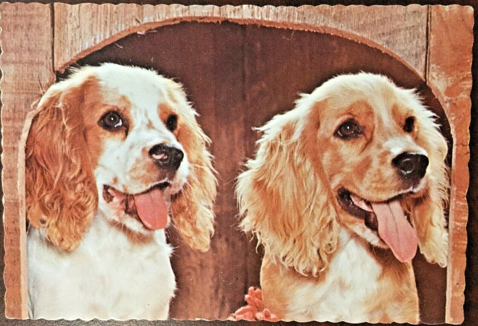 Vintage 1960's Cocker Spaniel Dexter Postcard | Topics - Animals ...