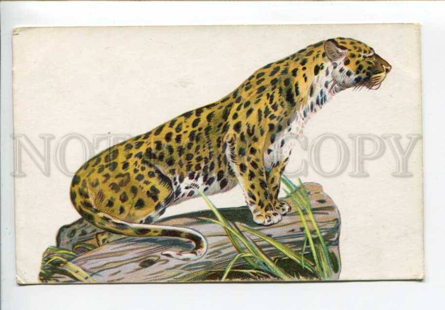 423533 HUNT Panther vintage Russian RARE color Postcard | Topics ...
