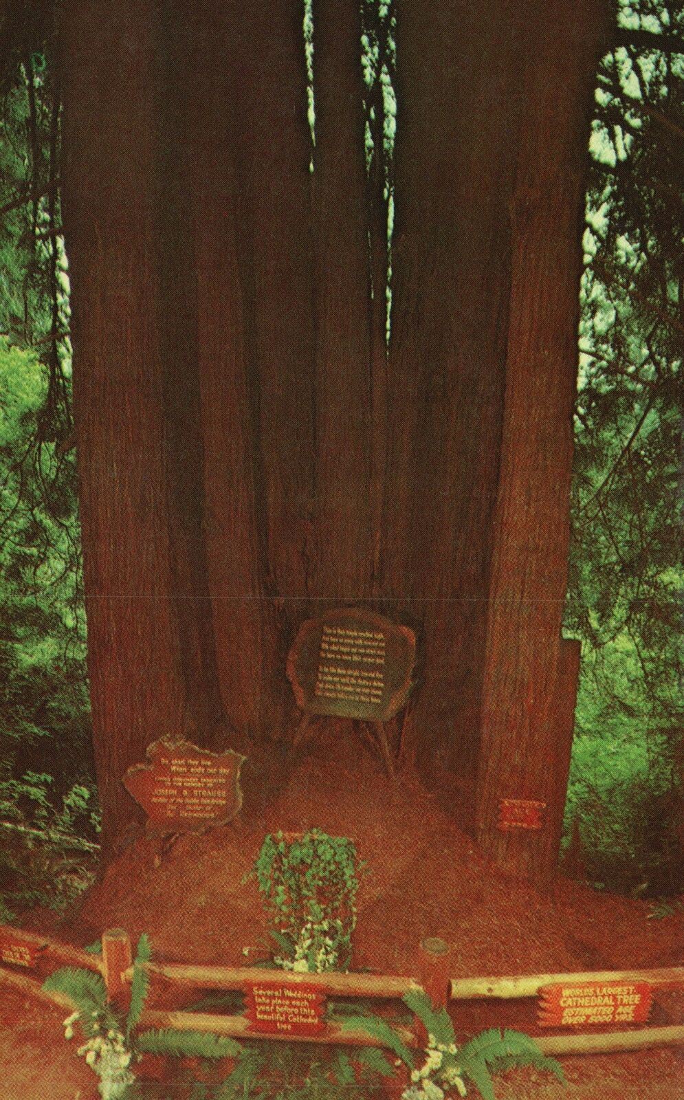 Vintage Postcard World's Largest Natural Cathedral Tree Redwood ...