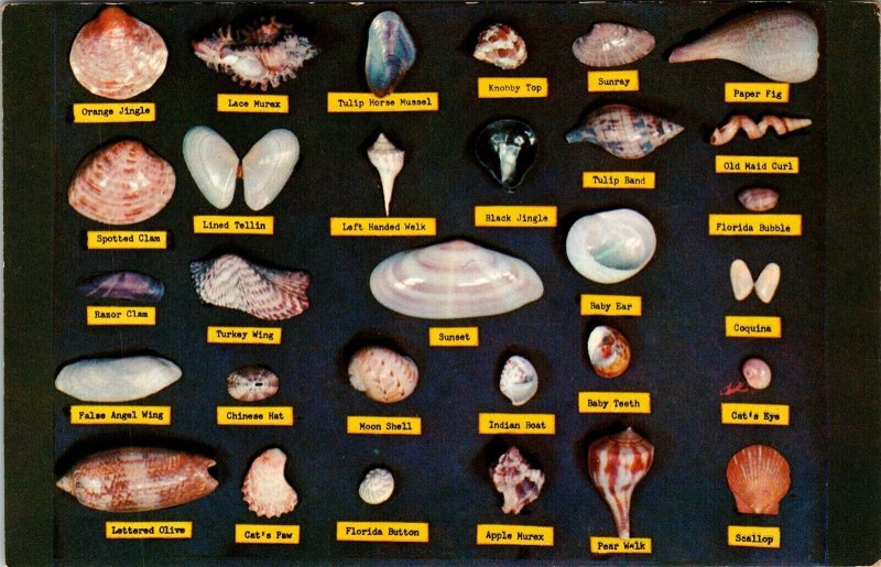 Florida Beach Sea Shell Chart Identify Names Vintage Postcard | United ...