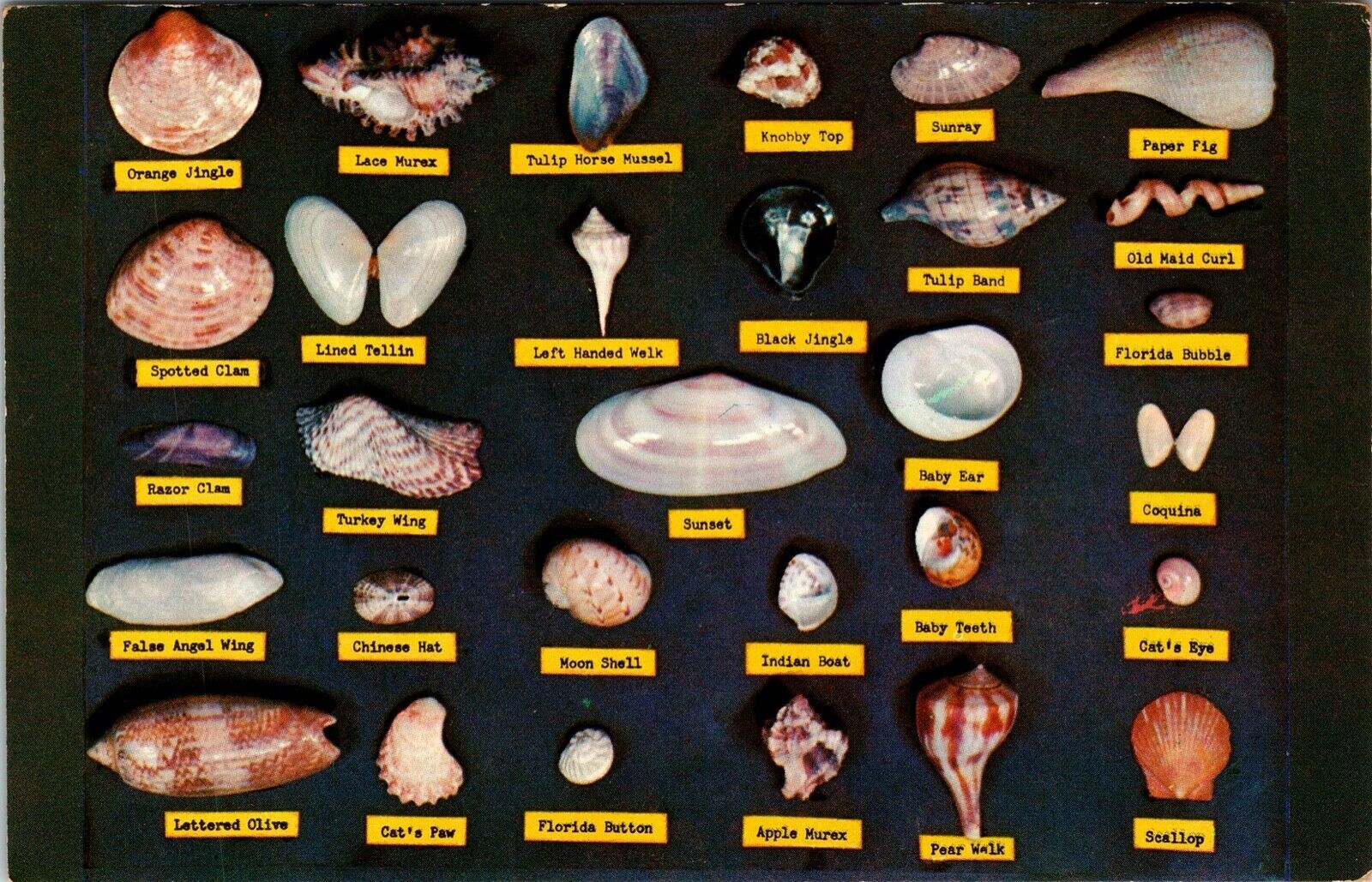 Florida Beach Sea Shell Chart Identify Names Vintage Postcard | United ...