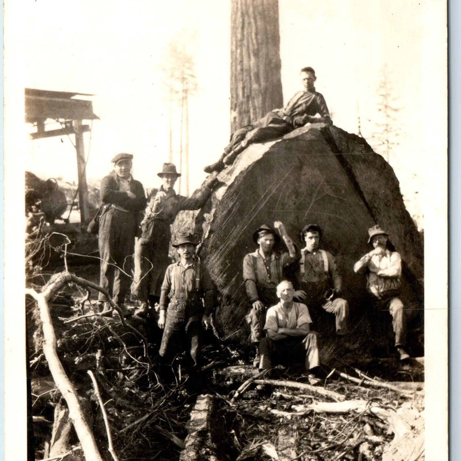 1930s Washington Forest RPPC Monarch Redwood Tree Lumberjack Men ...