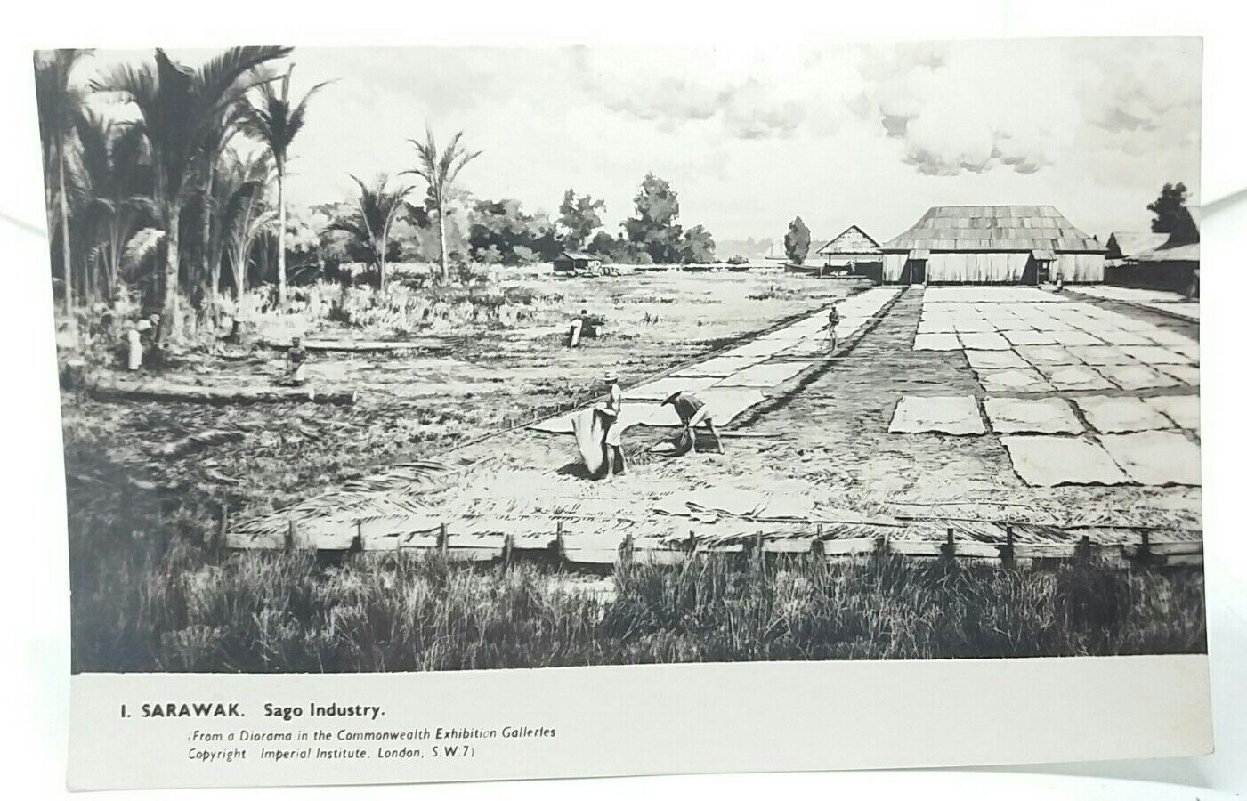 Sarawak Malaysia Workers Harvesting Sago Industry Vintage Postcard ...