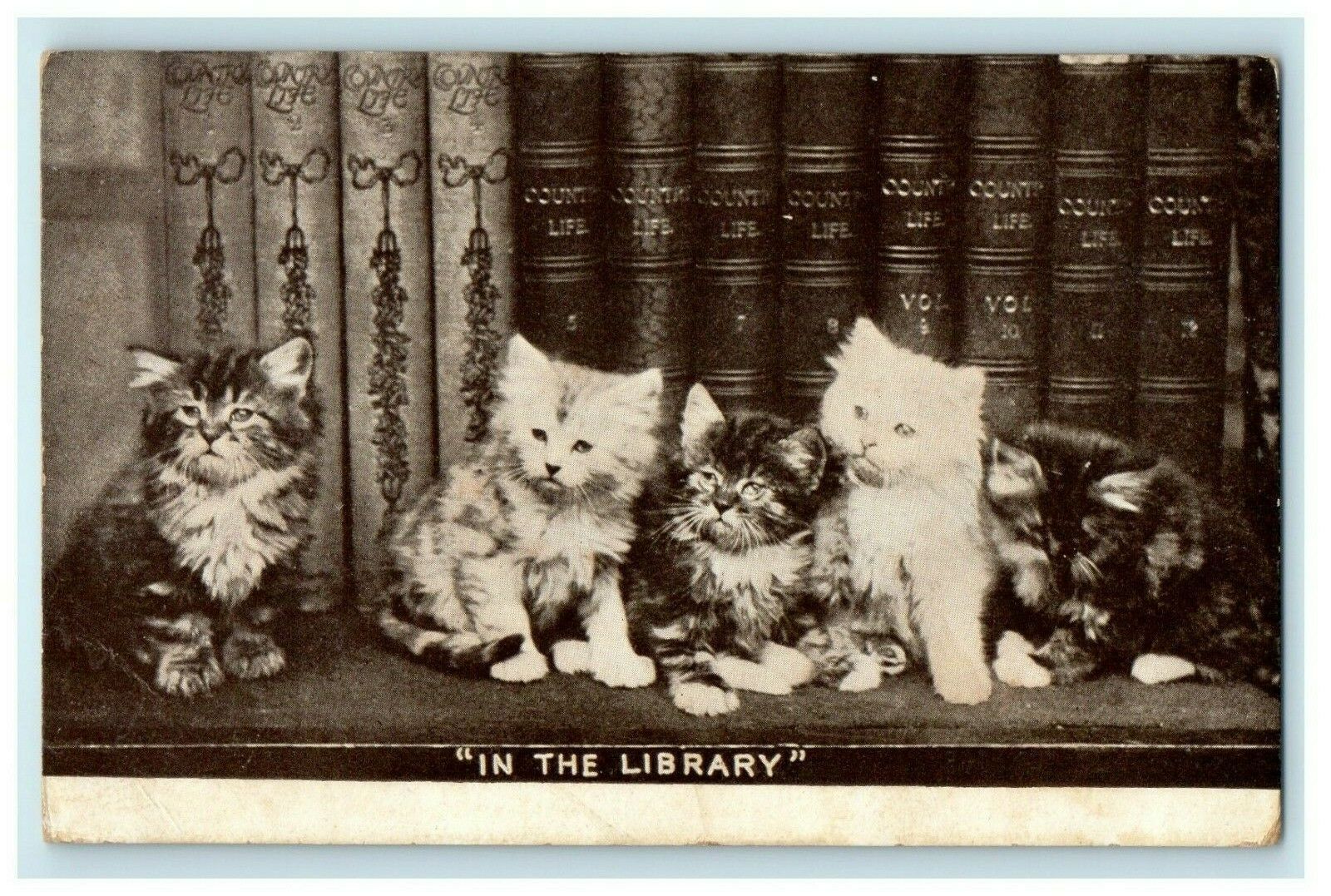 1908 Five Cute Calico Cats In the Library Kittens Kitty Canobie Lake NH ...