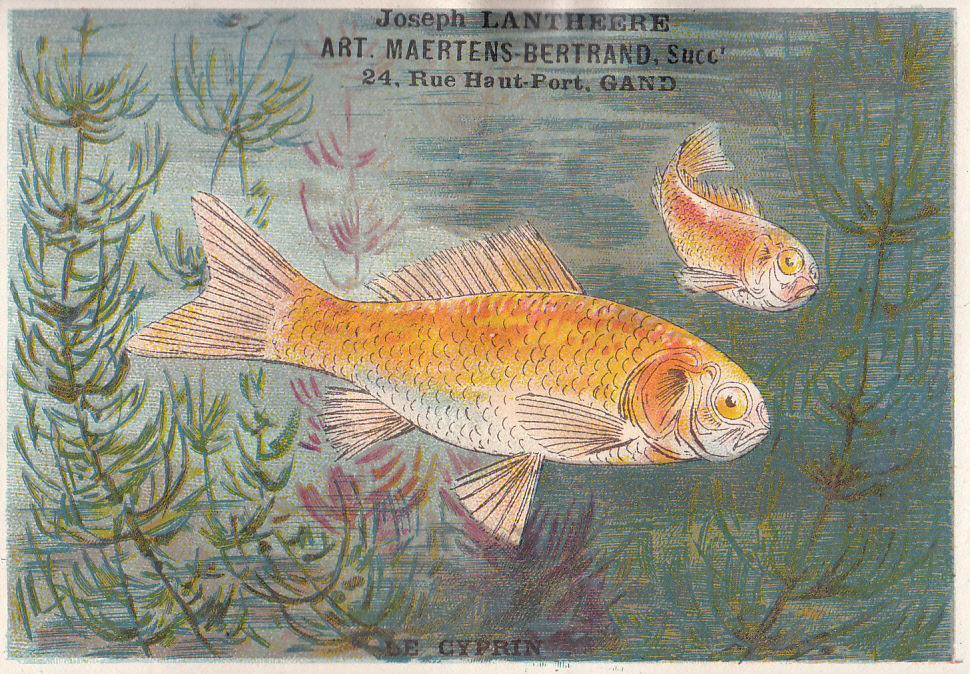 Chromo Litho Joseph Lantheere Trade Card Fish Poisson LE Cyprin ...