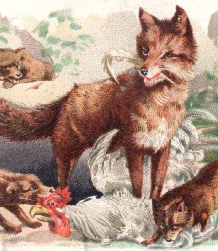 1880s Arm & Hammer Interesting Animals Series N0.25 Red Fox P84 ...