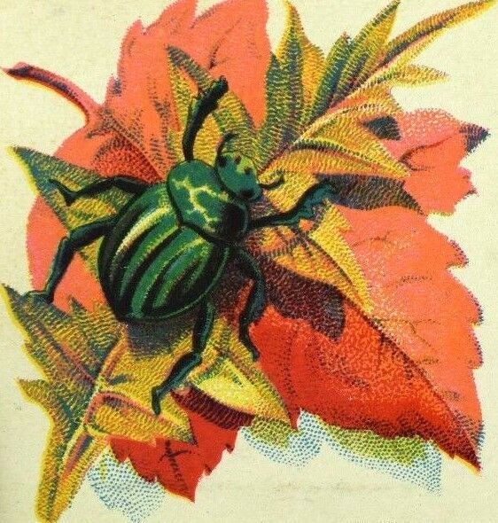 1870's-80's Lovely Scarab Beetle Insect Bug on Fall Leaves Victorian ...