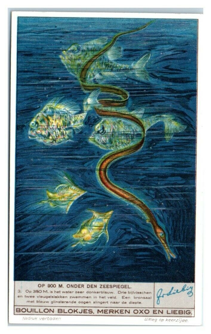 Bronze Eel, Ax Fish, 900 Meters under the Sea, Liebig Belgian Trade ...