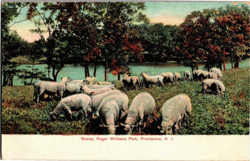 Sheep in Roger Williams Park Providence RI Vintage Postcard T15 ...