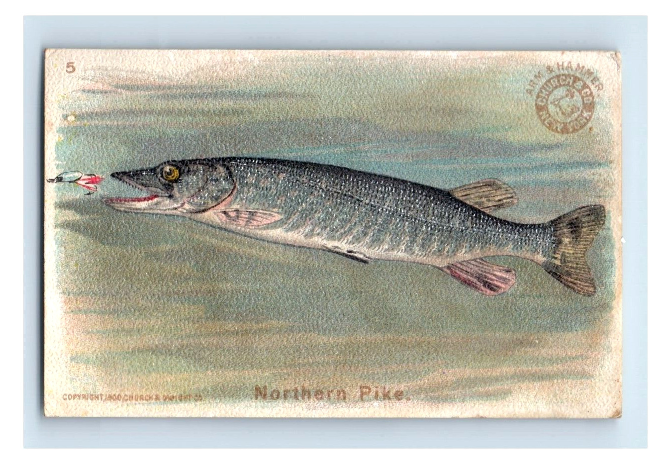 1900 Arm & Hammer Fish Series Northern Pike No.05 F111 | Ephemera ...