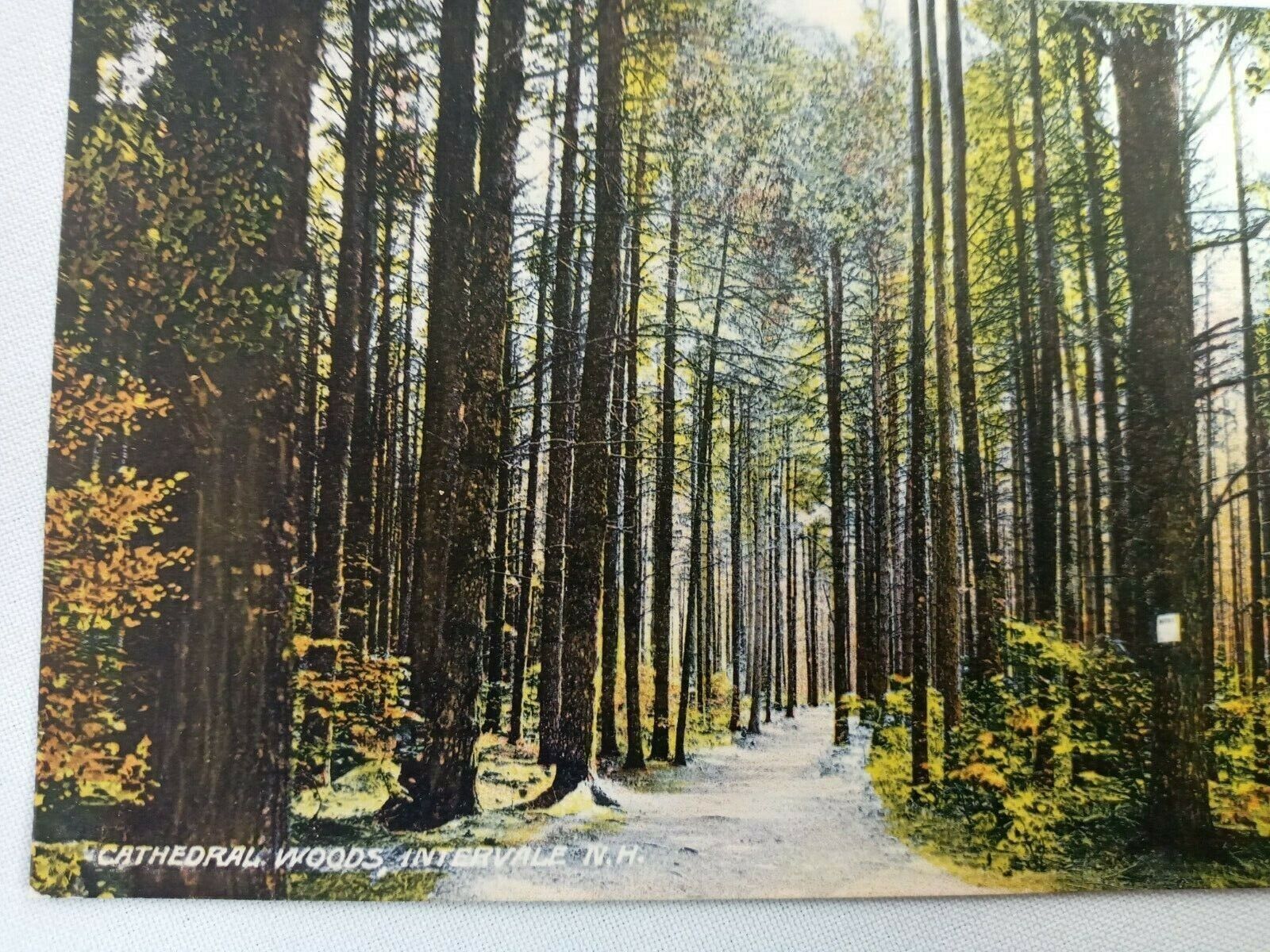 Intervale NH-New Hampshire. Cathedral Woods Path Lined Trees Vintage ...