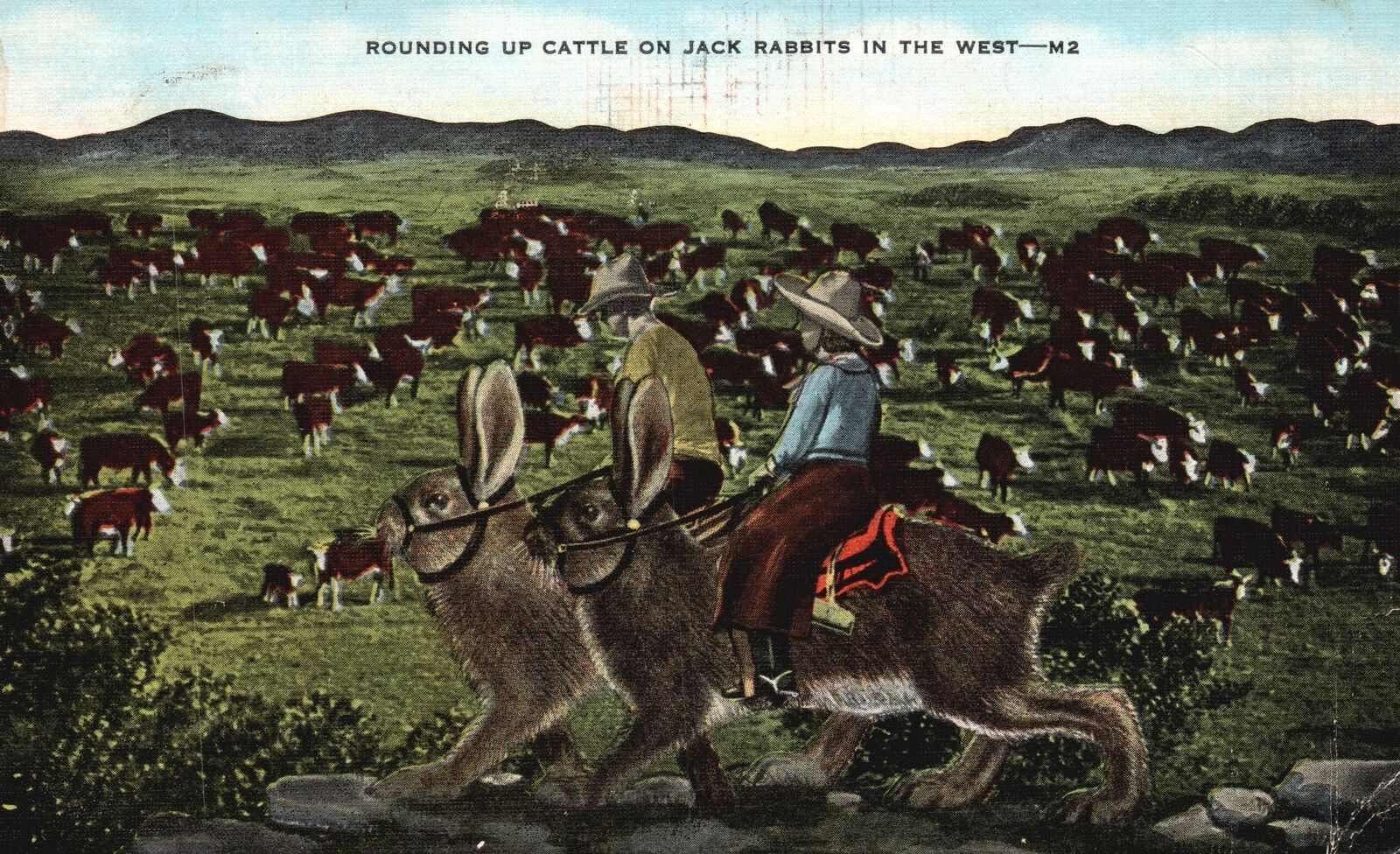 Vintage Postcard Rounding Up Cattle On Jack Rabbits In The West Animals ...