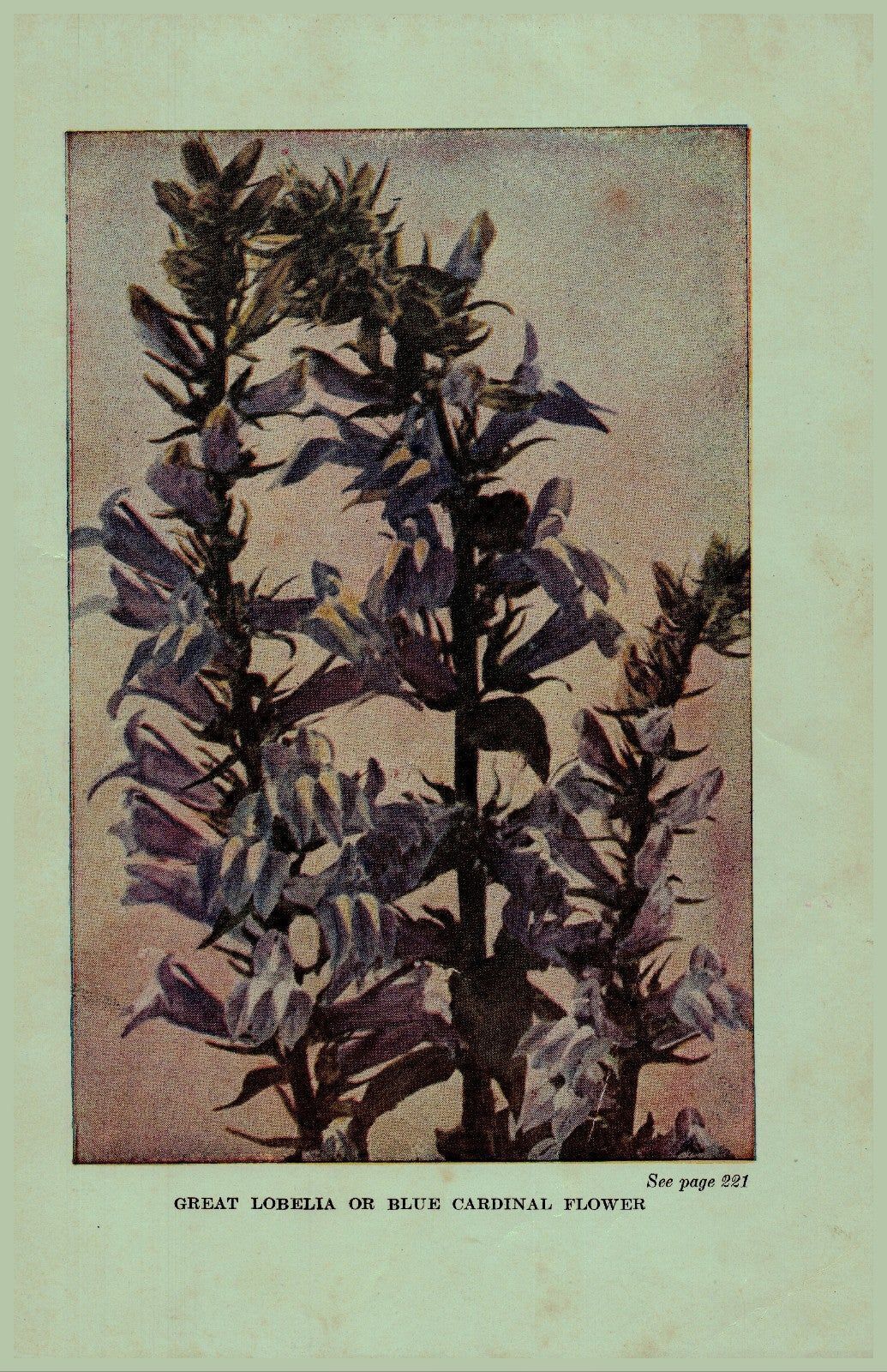 Vintage 1922 Print Blue Cardinal Ironweed 2 Side Flowers You Should ...