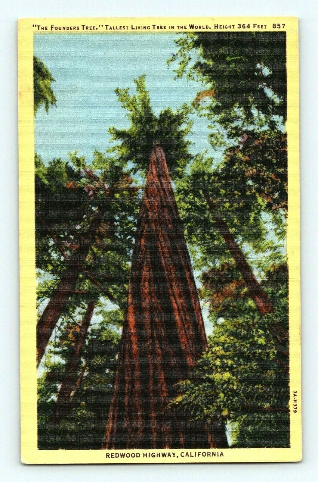 The Founders Tree Tallest Tree in the World Redwood Highway Vtg Linen ...
