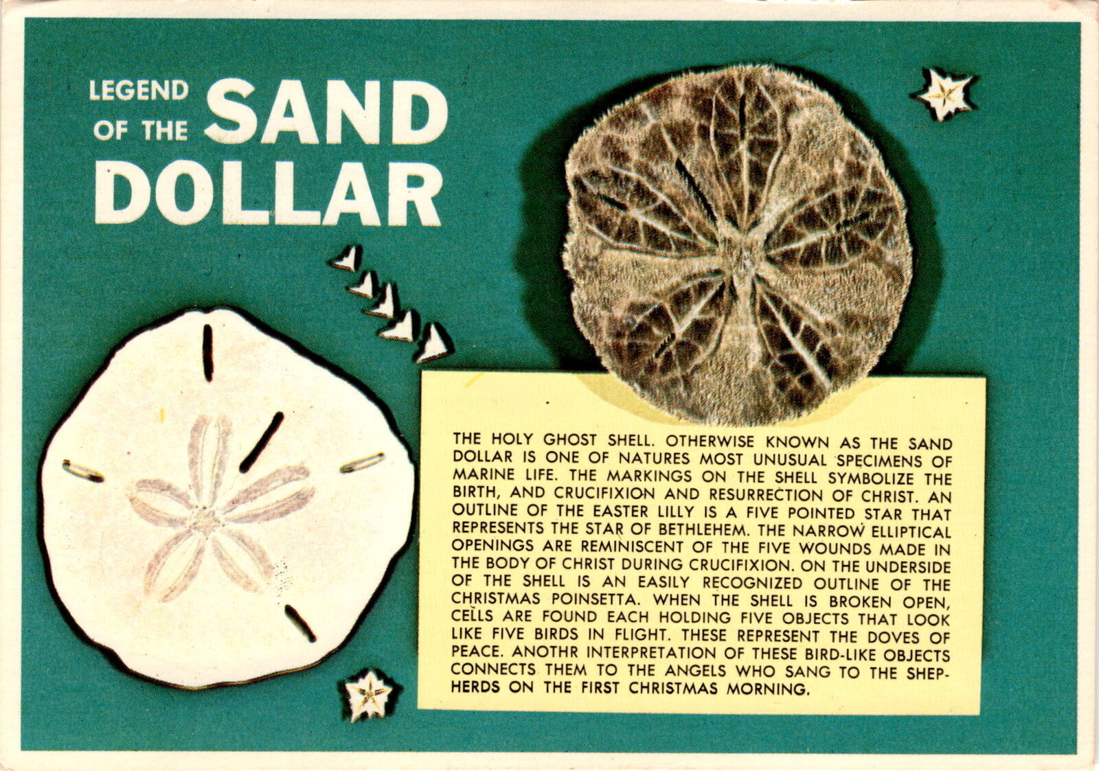 Holy Ghost Shell, Sand Dollar, Marine Life, Birth, Crucifixion ...