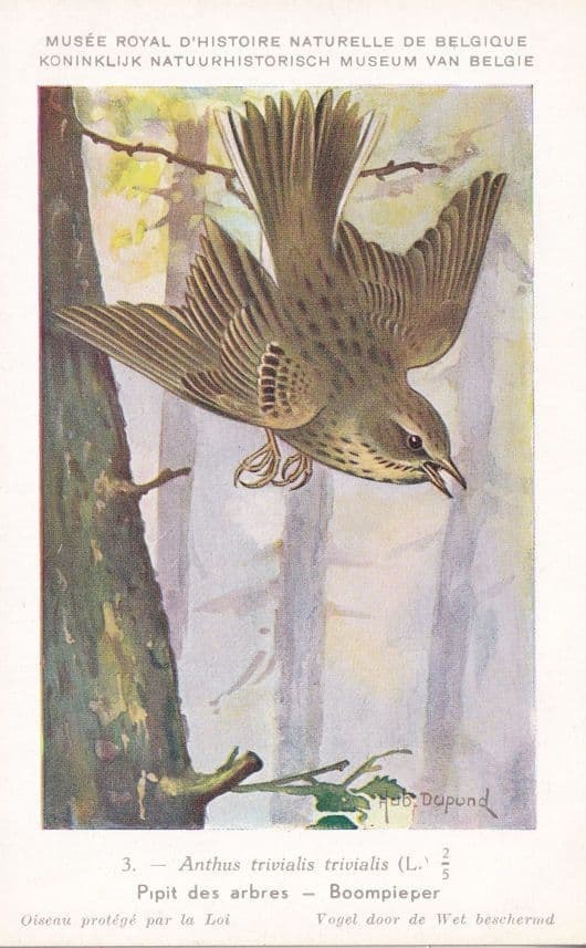 Tree Pipit Anthus Trivialis Rare WW2 Bird Postcard | Topics - Militaria ...